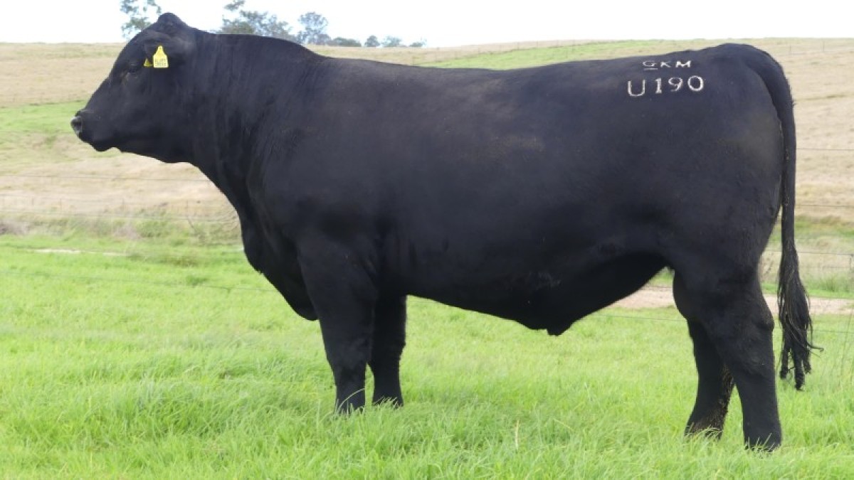 ALUMY CREEK ULURU U190 - Alumy Creek Angus