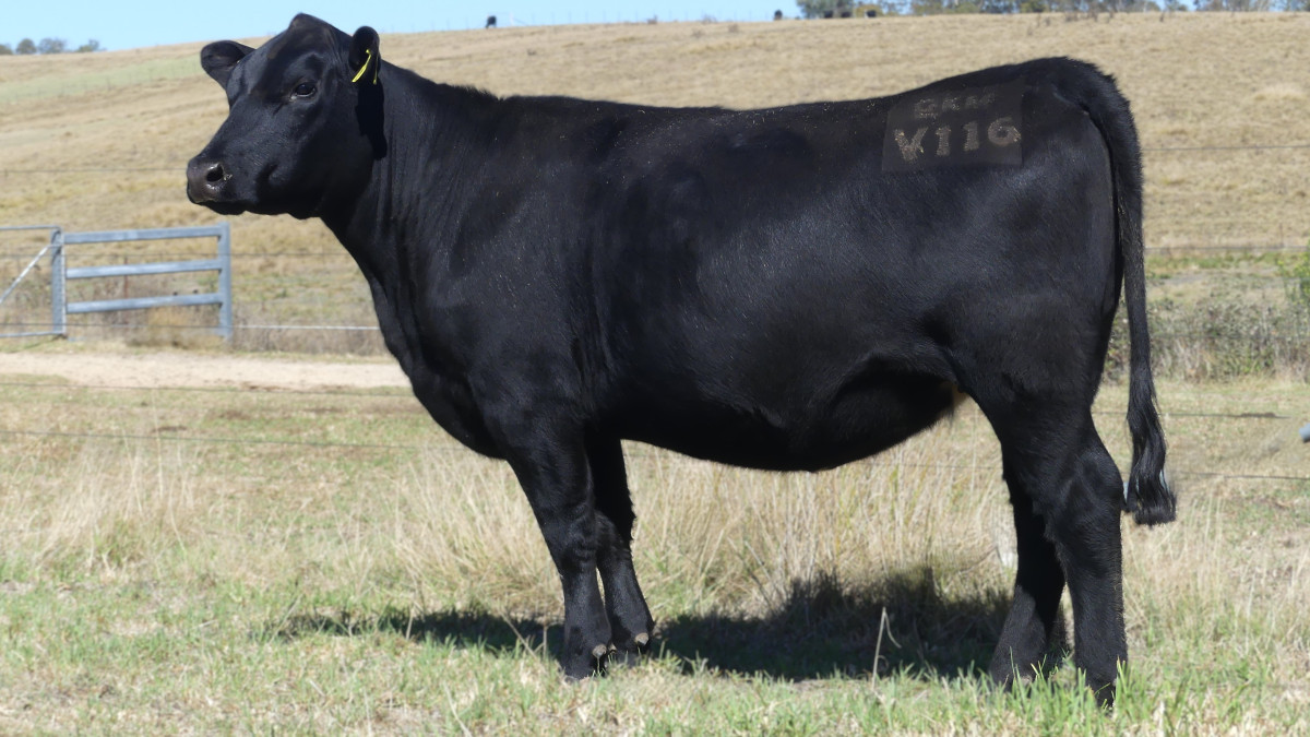 ALUMY CREEK TRILOGY V116 - Alumy Creek Angus
