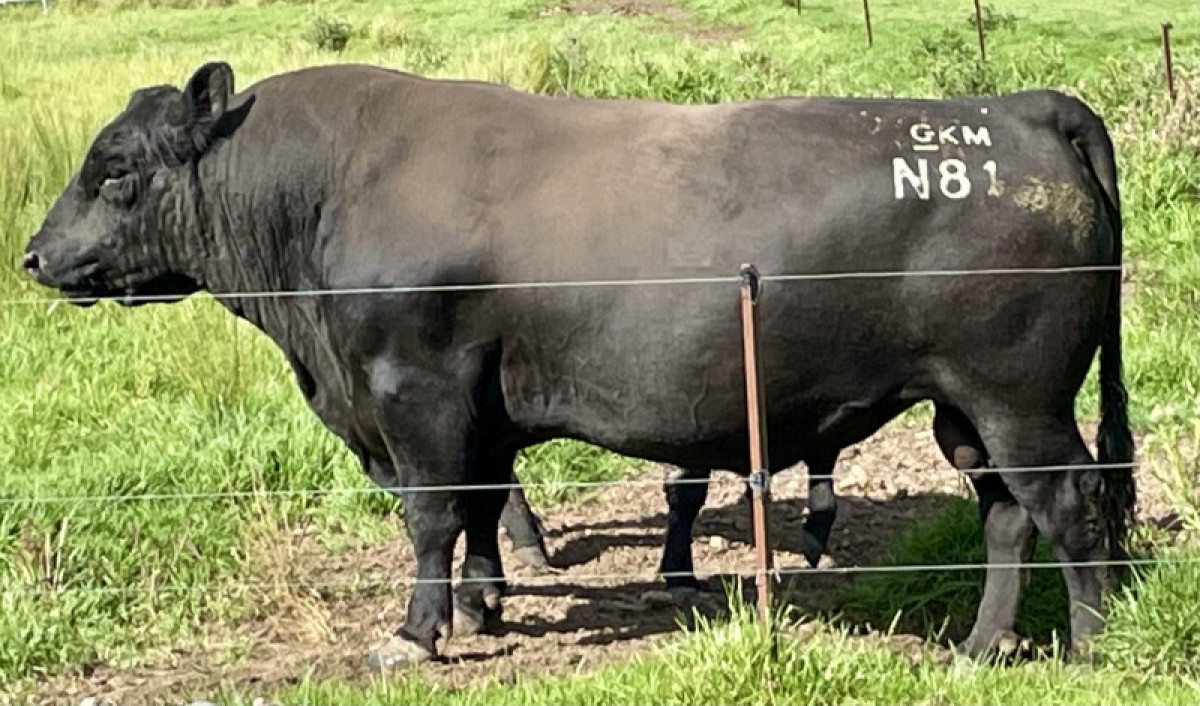 Alumy Creek Sandman N081 - Alumy Creek Angus