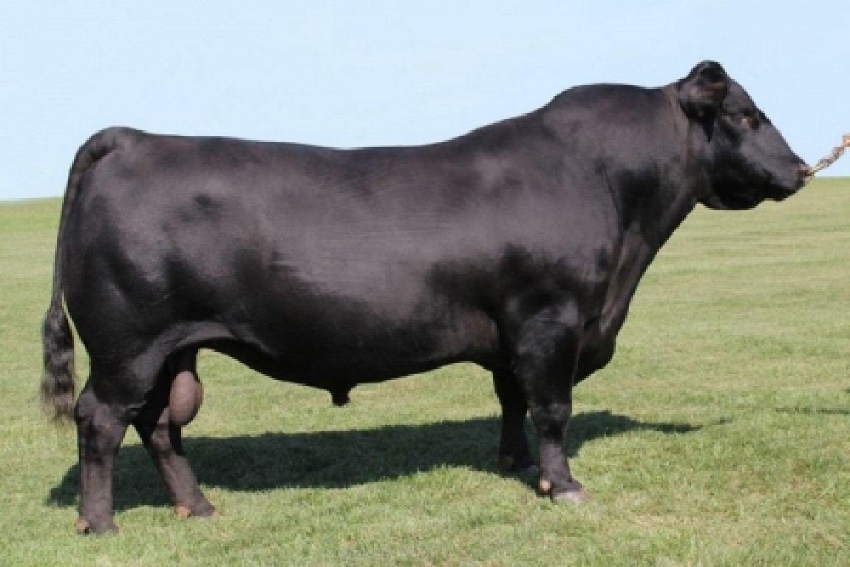 Connealy Final Product - Alumy Creek Angus