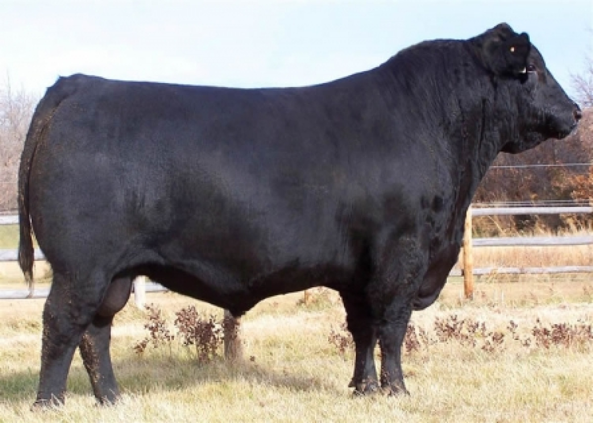 Mohnen Dynamite - Alumy Creek Angus