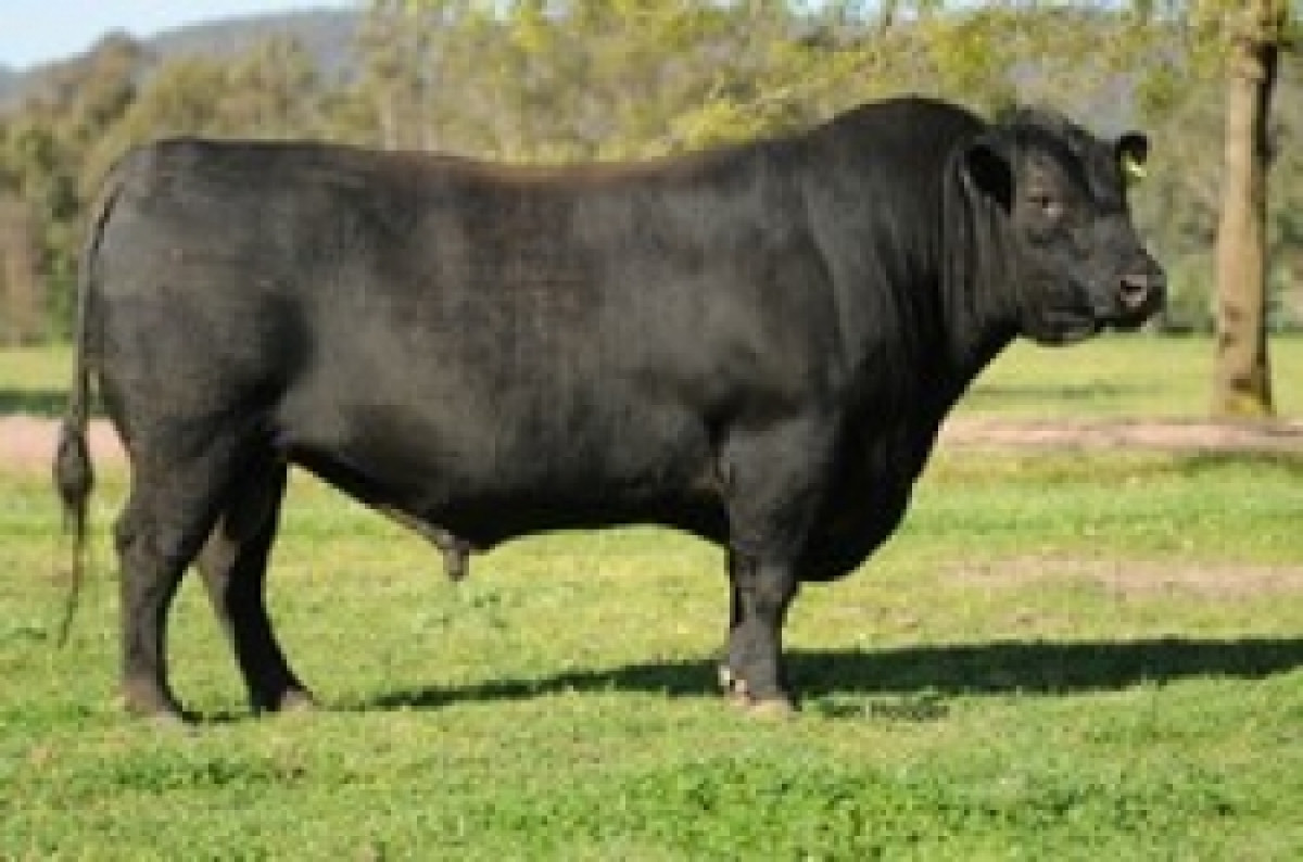 Rennylea Edmund E11 - Alumy Creek Angus