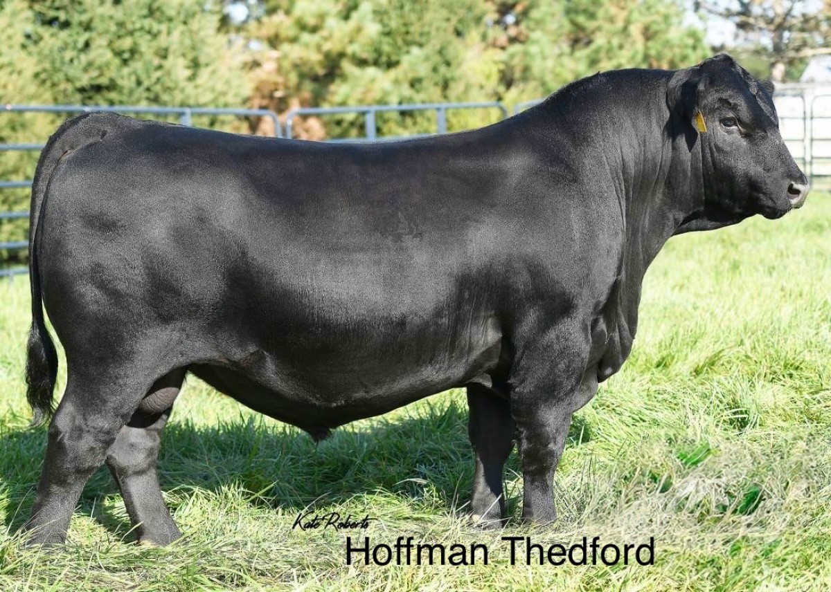 HOFFMAN THEDFORD - Alumy Creek Angus
