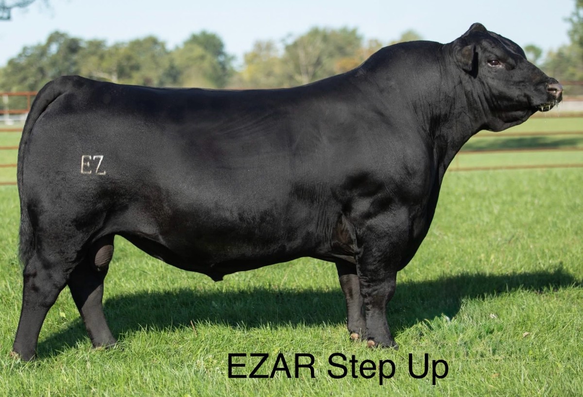EZAR Step Up - Alumy Creek Angus